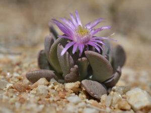 Ebracteola derenbergiana - World of Succulents