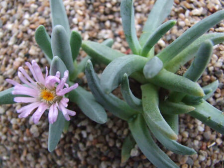 Ebracteola derenbergiana - World of Succulents