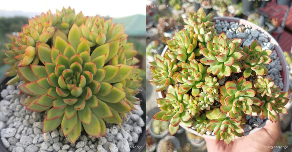 Echeveria 'Mebina' - World of Succulents