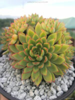 Echeveria 'Mebina' - World of Succulents