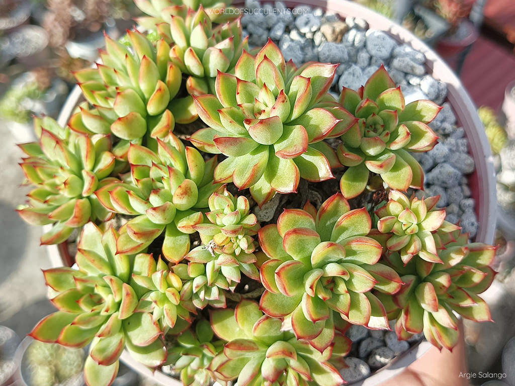 Echeveria 'Mebina' - World of Succulents