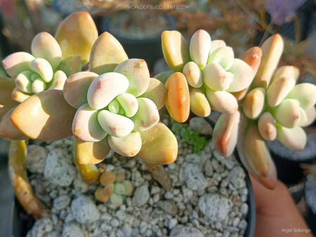 ×Graptosedum 'Miul' - World of Succulents