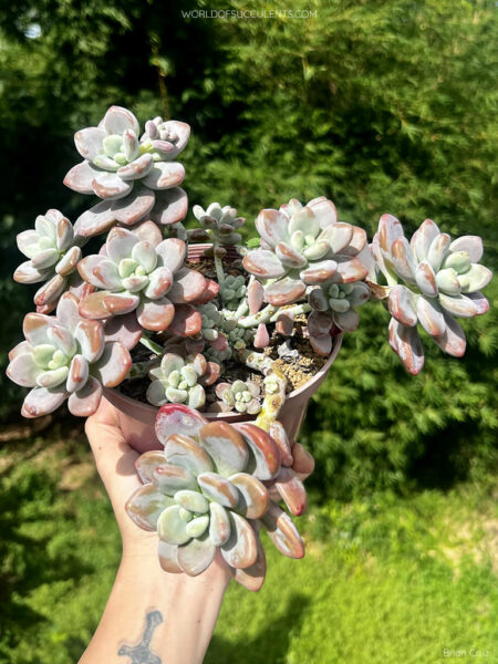 ×Graptosedum 'Miul' - World of Succulents