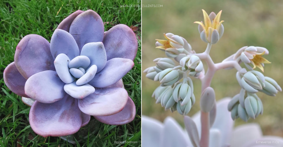 ×Graptoveria 'Snow Peach' - World of Succulents