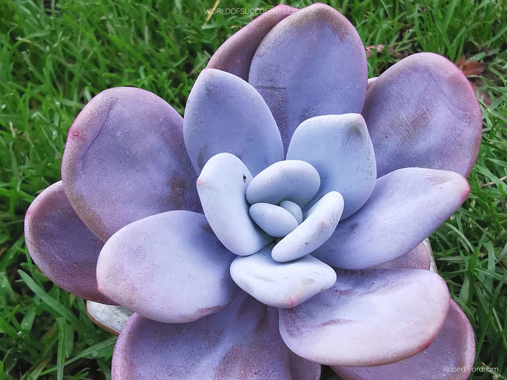 ×Graptoveria 'Snow Peach' - World of Succulents