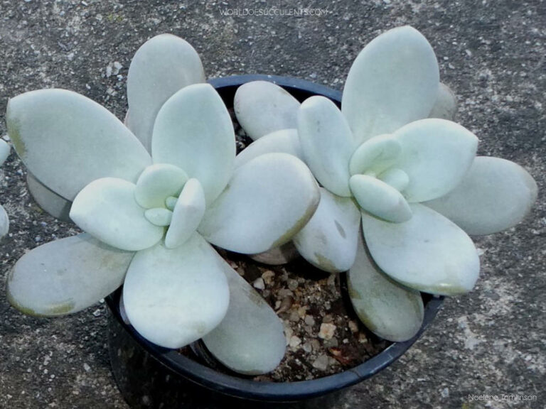 ×Graptoveria 'Snow Peach' - World of Succulents