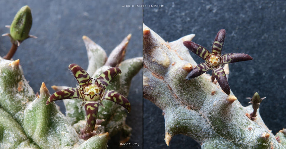 Quaqua parviflora - World of Succulents