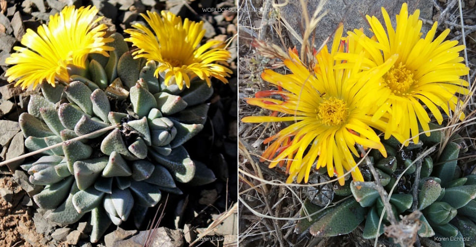 Rabiea albinota - World of Succulents