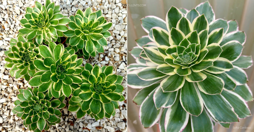 Aeonium 'Green Rose' - World of Succulents