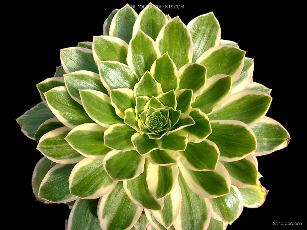 Aeonium 'Green Rose' - World of Succulents