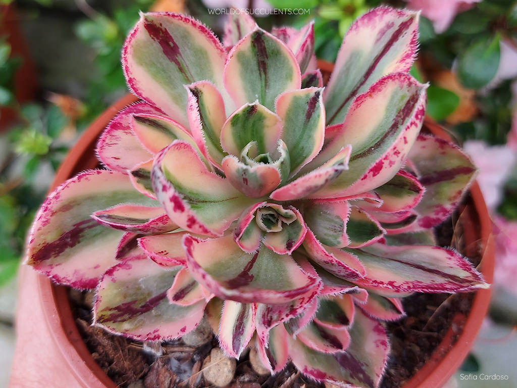 Aeonium 'Marnier-Lapostolle Variegatum' - World of Succulents