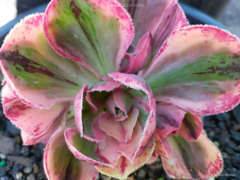 Aeonium 'Marnier-Lapostolle Variegatum' - World of Succulents