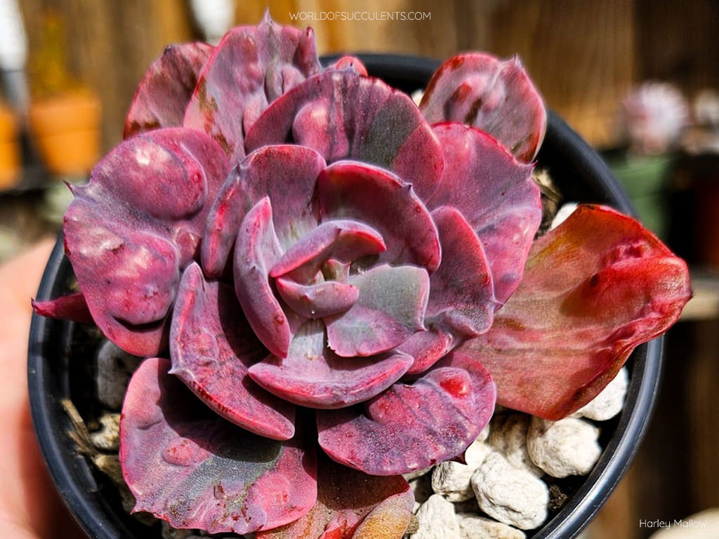 Echeveria 'Beyonce Rainbow' - World of Succulents