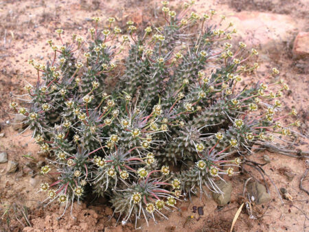 Euphorbia tuberculata - World of Succulents