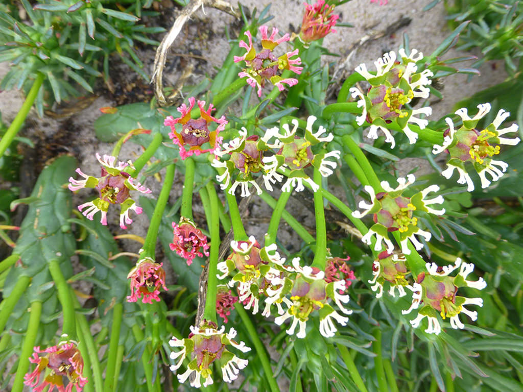 Euphorbia tuberculata - World of Succulents