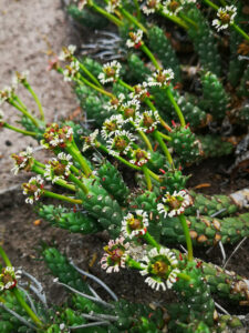 Euphorbia tuberculata - World of Succulents