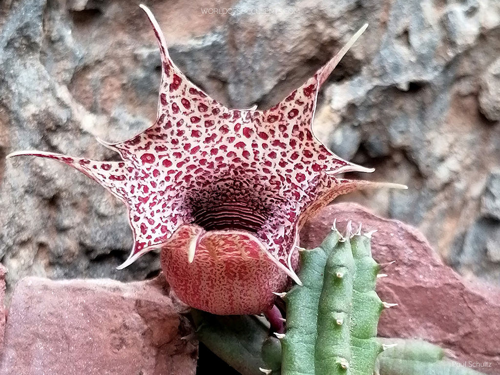Huernia hislopii - World of Succulents