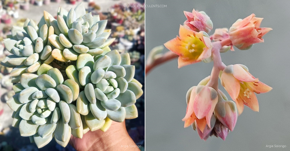 ×Pachyveria 'Corvus' - World of Succulents