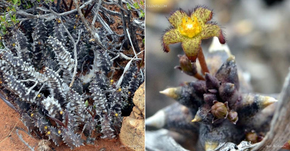 Quaqua arida - World of Succulents