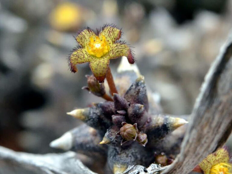 Quaqua arida - World of Succulents