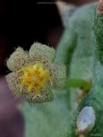 Quaqua arida - World of Succulents