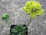 Sedum 'Jaspa' - World of Succulents