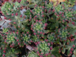 Sedum 'Jaspa' - World of Succulents