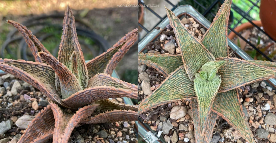 Aloe 'Corduroy' - World of Succulents