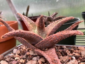 Aloe 'Corduroy' - World of Succulents