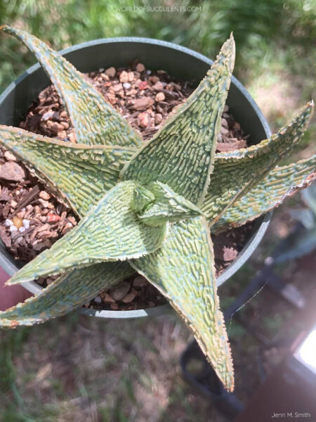 Aloe 'Corduroy' - World of Succulents