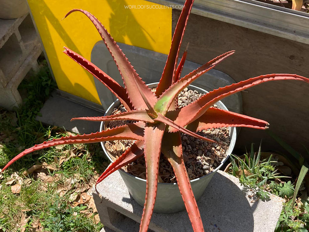 Aloe 'Mango Madness' - World of Succulents