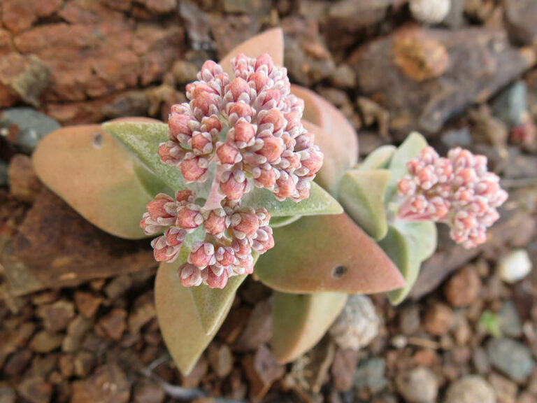 Crassula deltoidea (Silver Beads) - World of Succulents