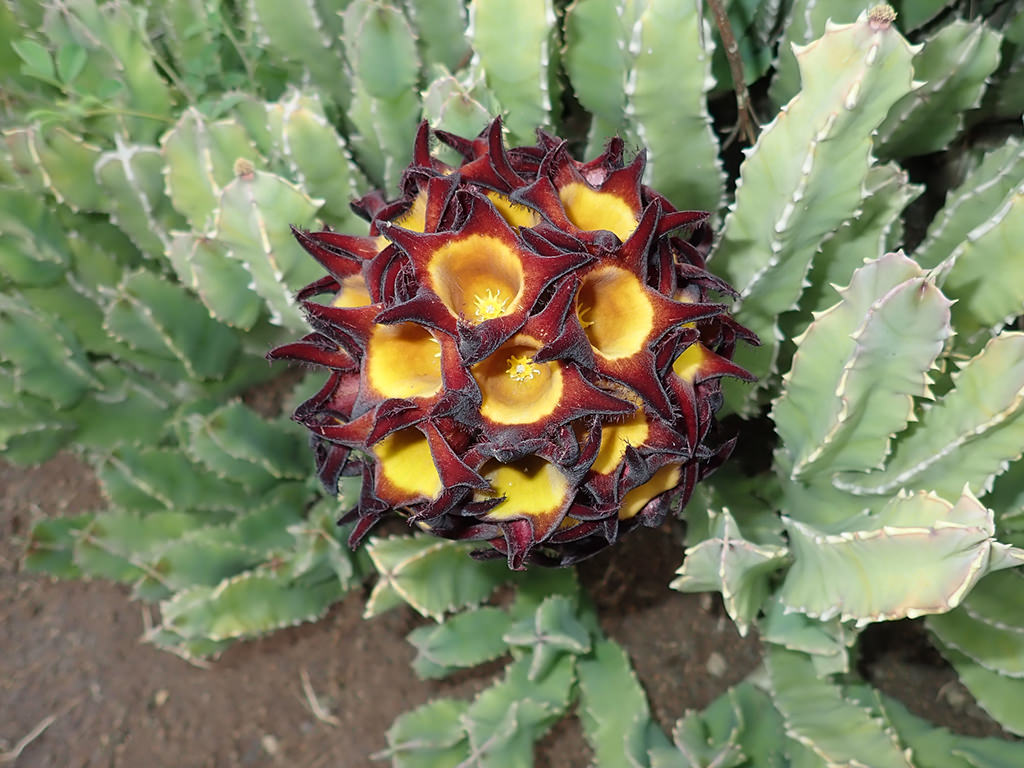 Desmidorchis speciosa - World of Succulents