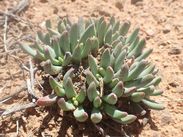 Hereroa calycina - World of Succulents