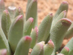 Hereroa calycina - World of Succulents