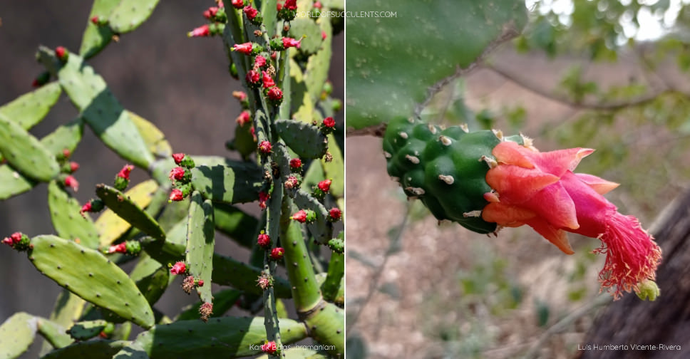 Opuntia dejecta (Spiny Nopal) - World of Succulents