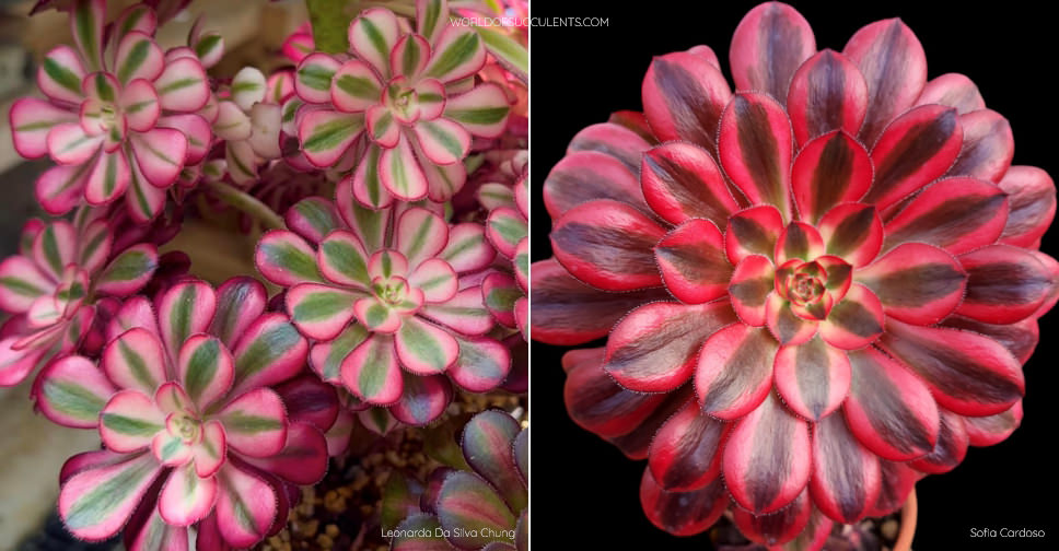 Aeonium 'Chanel' - World of Succulents