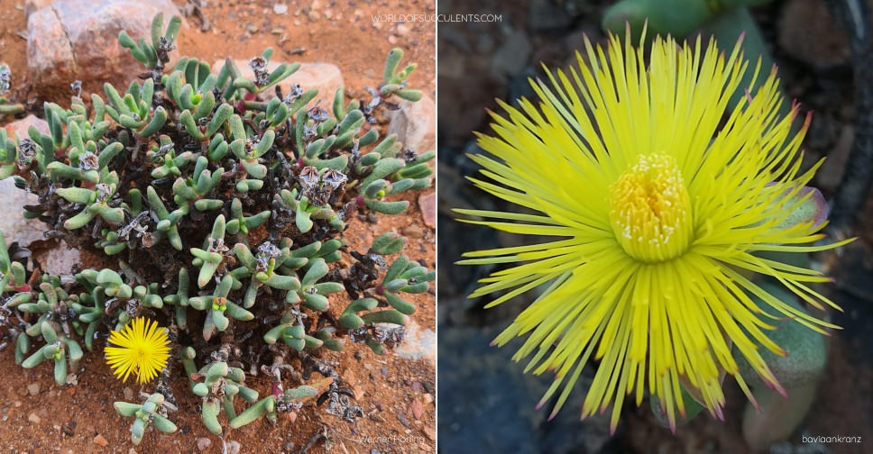 Hereroa aspera - World of Succulents