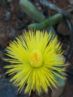 Hereroa aspera - World of Succulents