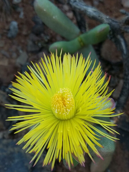 Hereroa aspera - World of Succulents