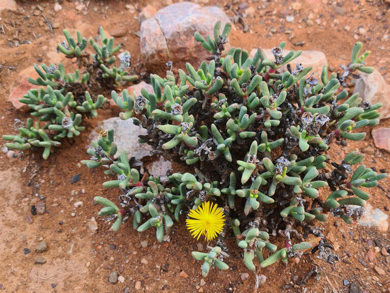 Hereroa aspera - World of Succulents