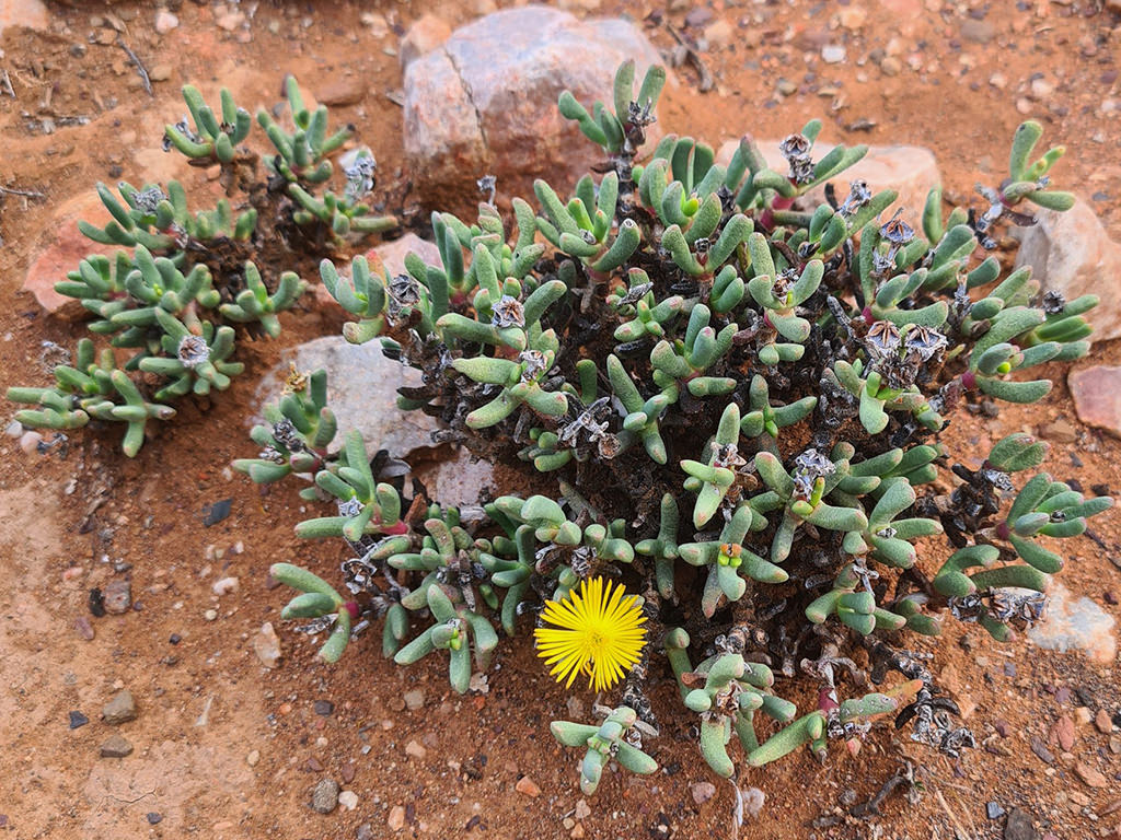 Hereroa aspera - World of Succulents