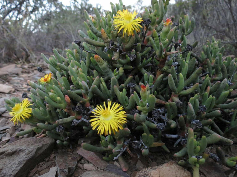 Hereroa aspera - World of Succulents