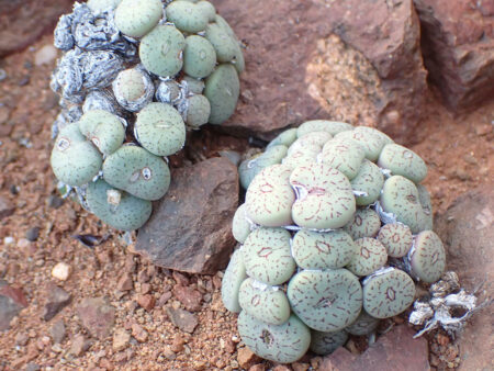 Conophytum minimum - World of Succulents
