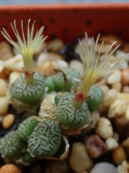 Conophytum minimum - World of Succulents