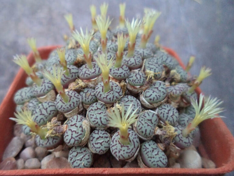 Conophytum minimum - World of Succulents