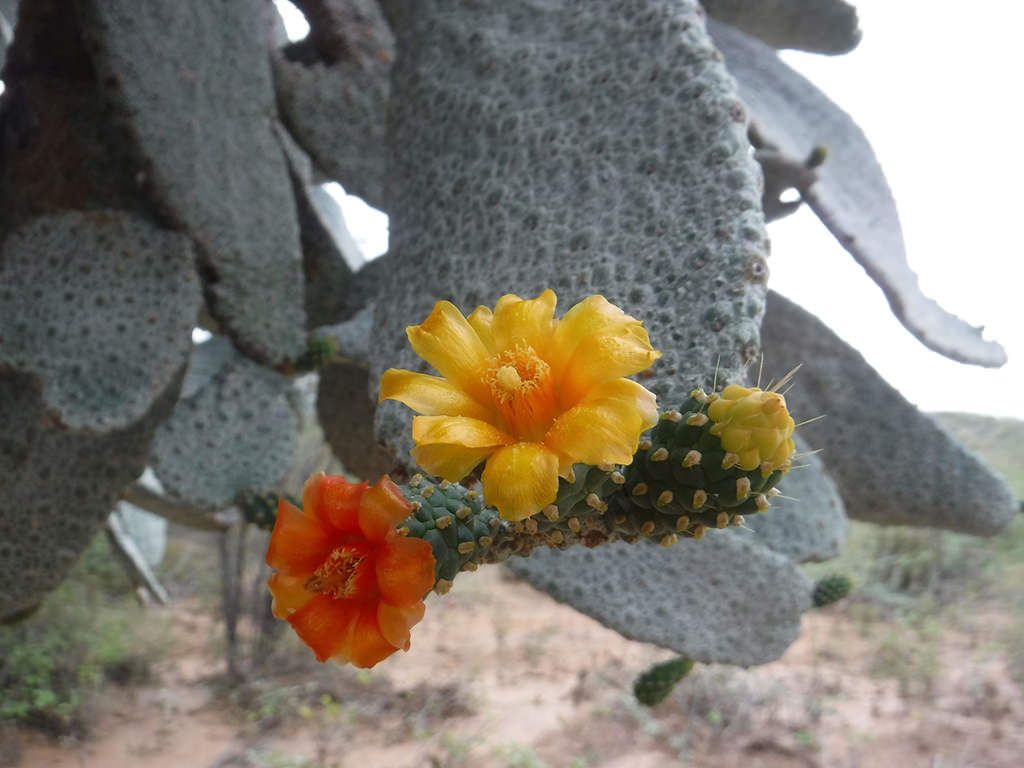 Consolea moniliformis (Necklacelike Pricklypear) - World of Succulents