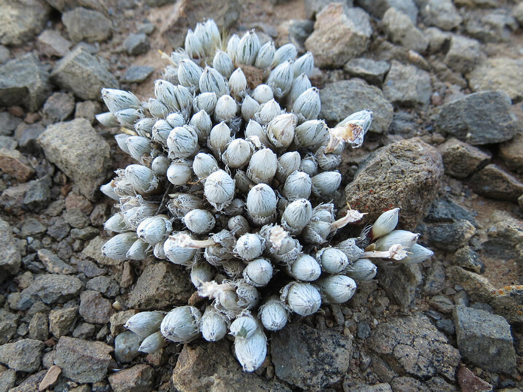 Antimima pygmaea (Pygmy Matfig) - World of Succulents