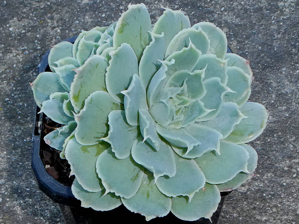 Echeveria simulans - World of Succulents