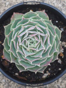 Echeveria simulans - World of Succulents